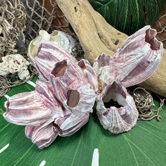 CREATING ON THE COAST | Accents | Real Large Striped Acorn Titan ...